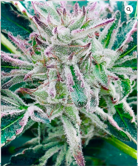 BLUEBERRY KUSH CAKE: (Blueberry Cake Breath X Cake N Kush) (15 REG ...