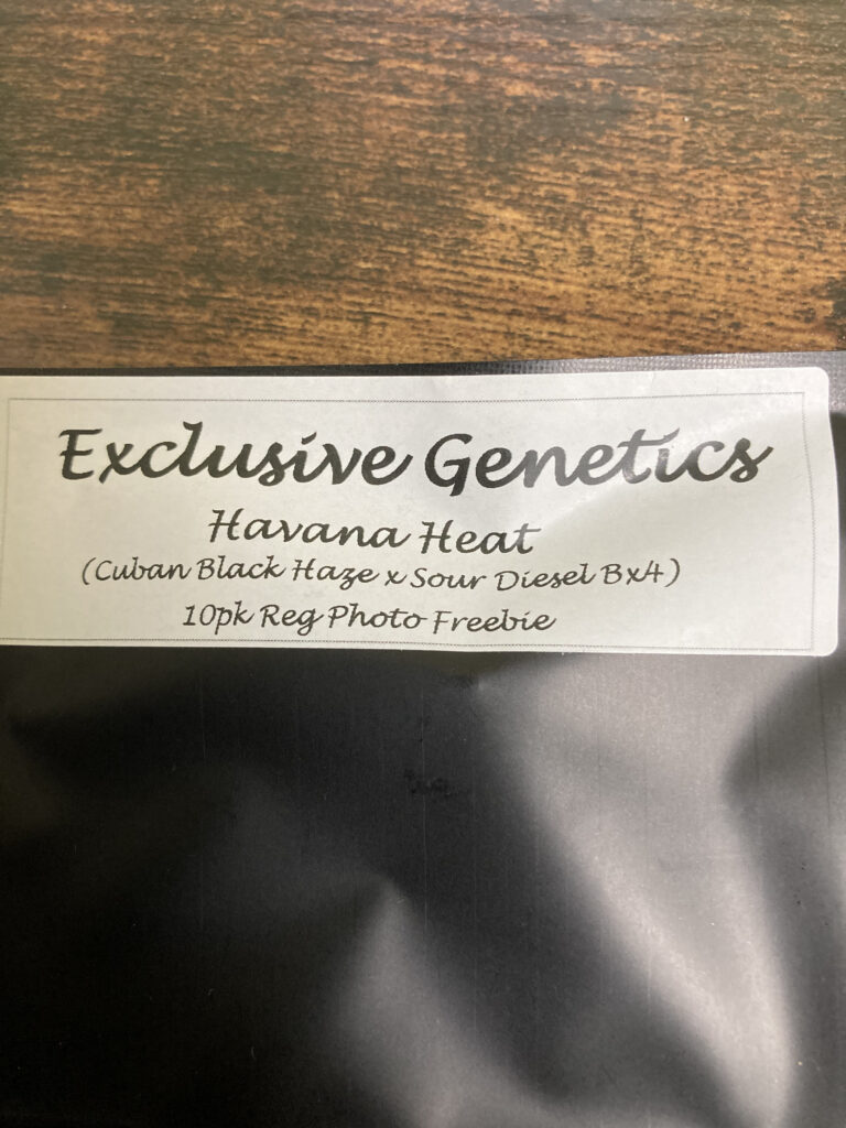 HAVANA HEAT: Cuban Black Haze X Sour Diesel Bx4 (10 Regs) - ChaiLife ...